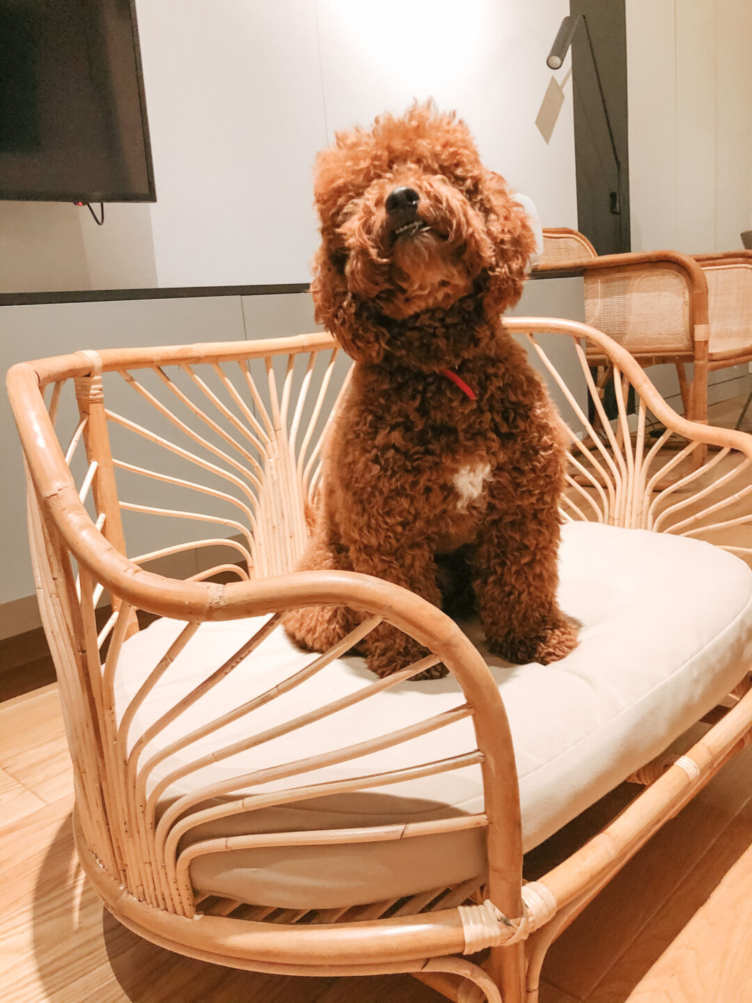 Pat din ratan Selaru pentru animale de companie - NaturaLiving